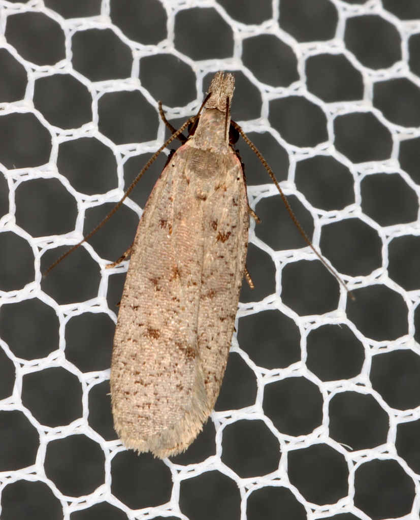 Autumn Cluster Moth from Bull Hill, Tinonee NSW 2430, Australia on ...