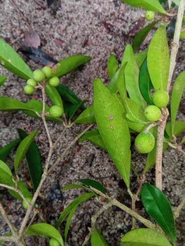 Noronhia myrtoides · iNaturalist