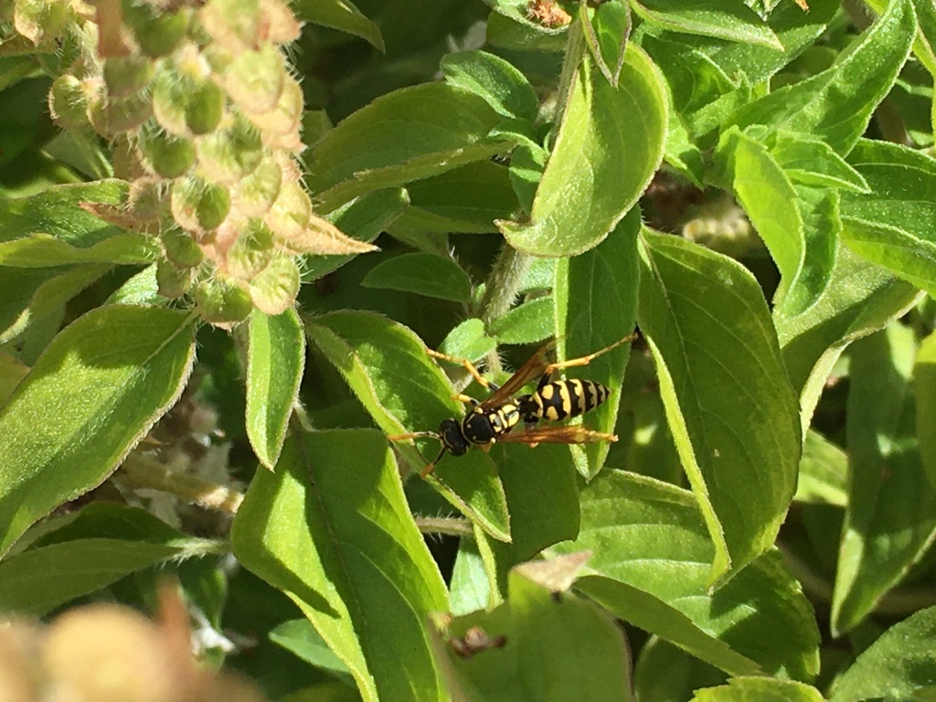 European Paper Wasp from Constantia, Cape Town, South Africa on March ...