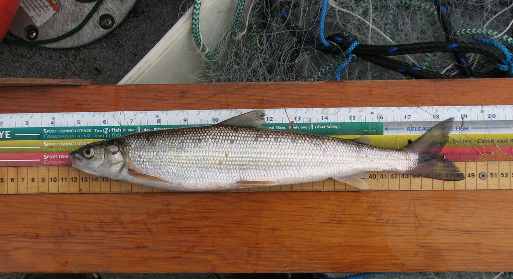 Round Whitefish from Thunder Bay District, ON, Canada on September 16 ...