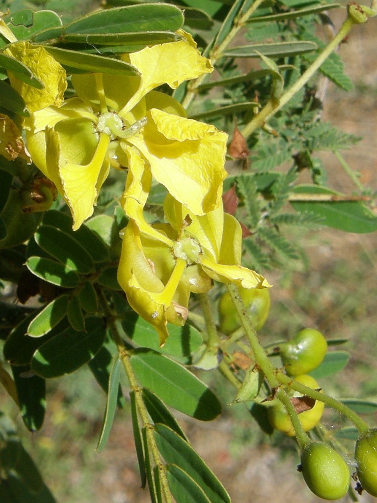 matura tea tree from Rufiji, Tanzania on June 25, 2015 at 02:27 PM by ...