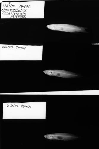 Neofundulus ornatipinnis · iNaturalist