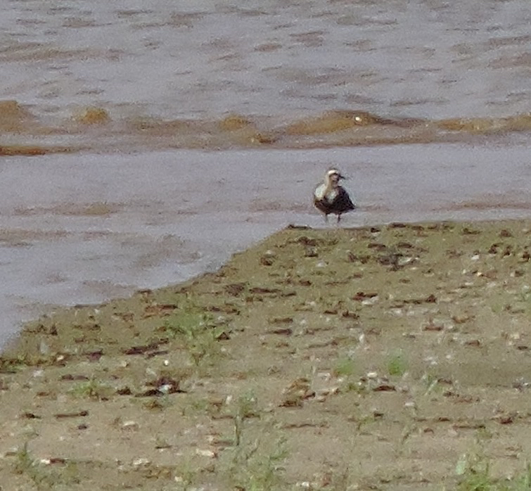 American Golden-Plover from 25515, Gallipolis Ferry, WV, US on ...
