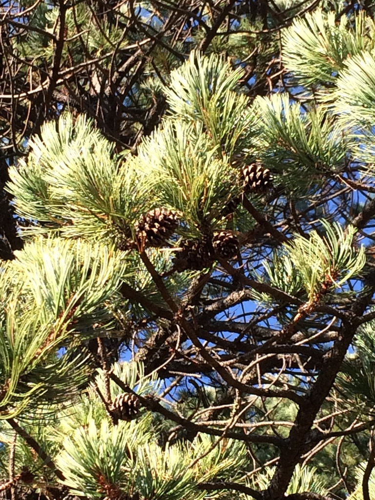 Cooper's pine (Pinus cooperi) - Botanical Realm