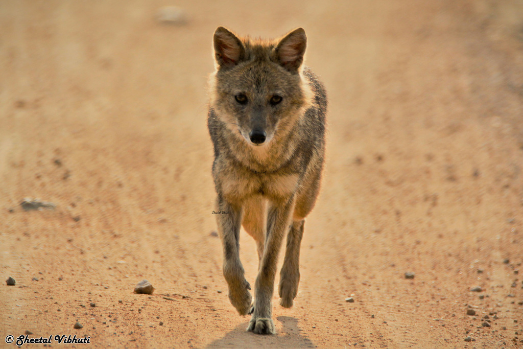 Wolves and Dogs (Canis) - Know Your Mammals
