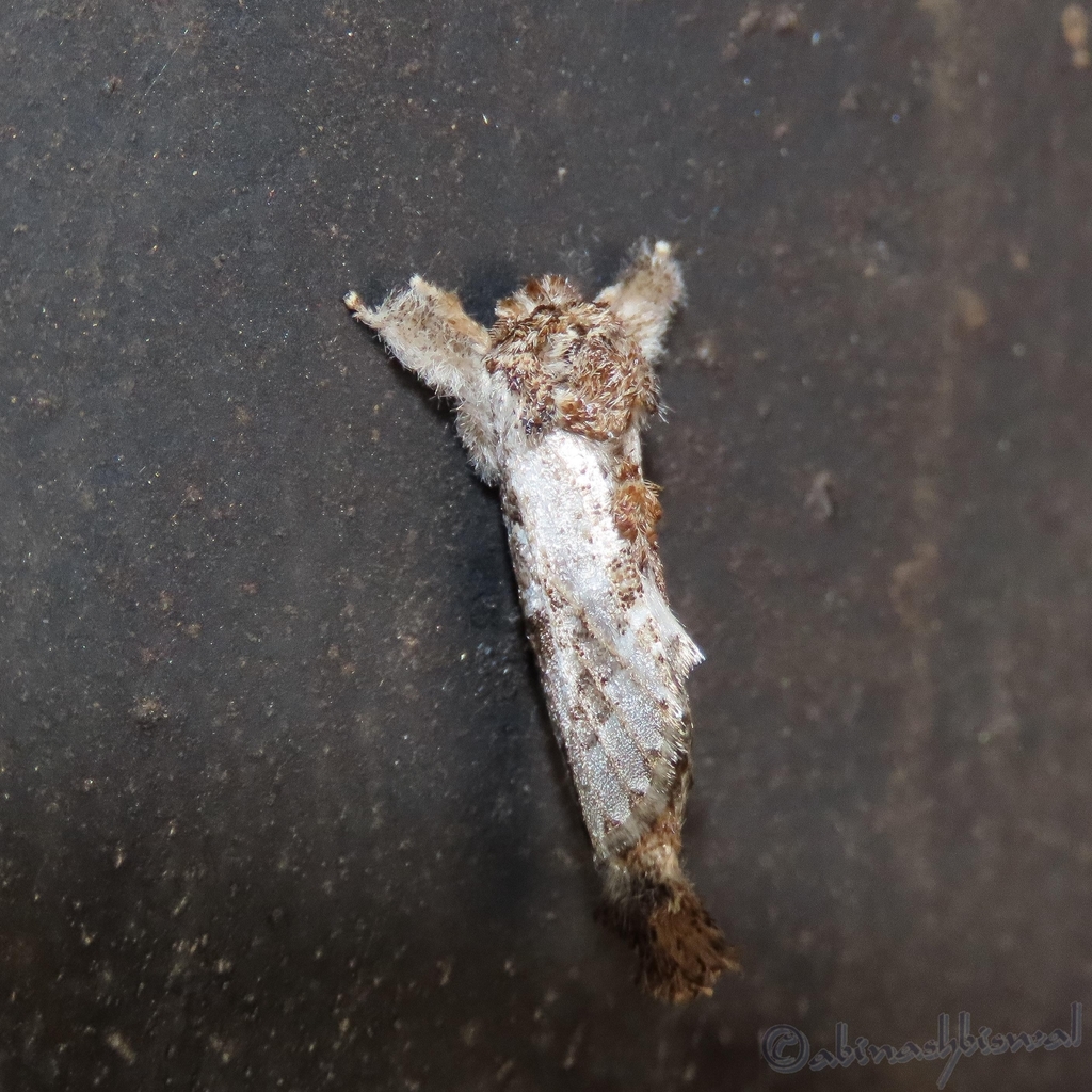 Prominent Moths from Makunda Christian Leprosy and General Hospital on ...