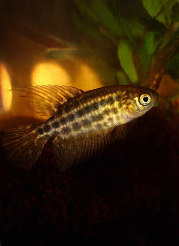 Simpsonichthys constanciae · iNaturalist