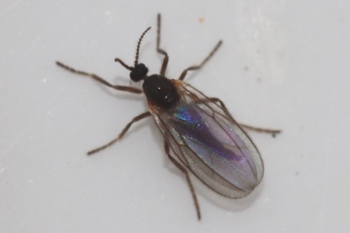 Genus Campylomyza · iNaturalist