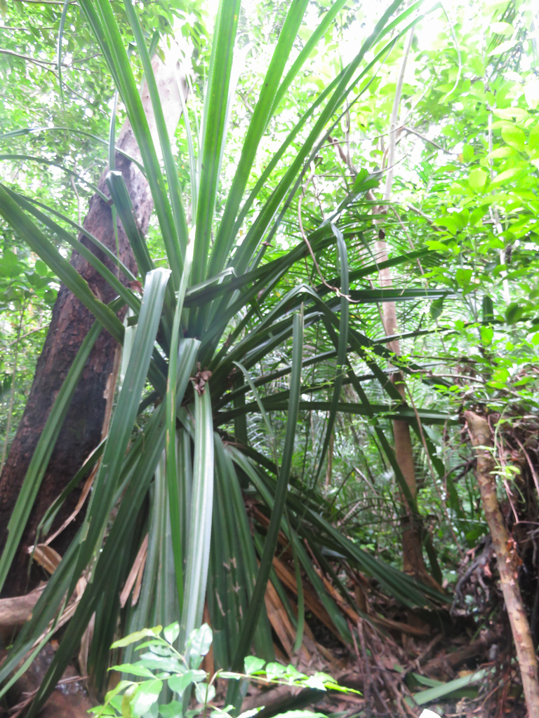 (Pandanus rabaiensis) - Botanical Realm