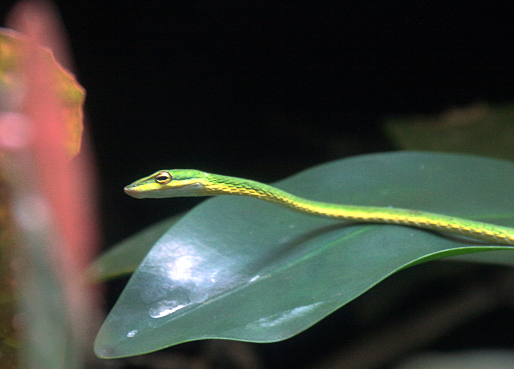Burmese Vine Snake (Ahaetulla fronticincta) - Snakes and Lizards