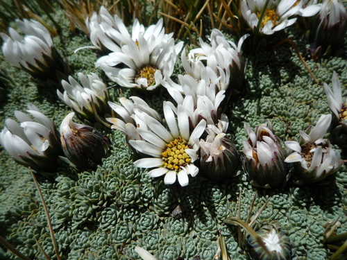 Werneria marcida · iNaturalist