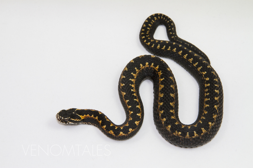 Orlov's Viper (Vipera orlovi) - Snakes and Lizards