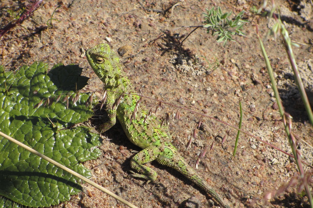 Common Spiny Agama (Reptiles of namaqua national park) · iNaturalist