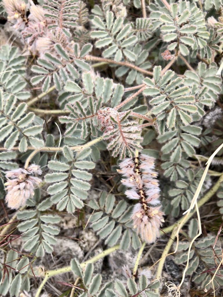 soft prairie clover from Aztec Ave, Desert Center, CA, US on March 31 ...