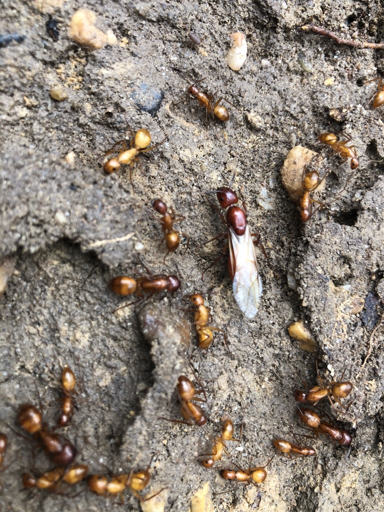 Chestnut Carpenter Ant from Tanner Robert Ct, Springfield, VA, US on ...