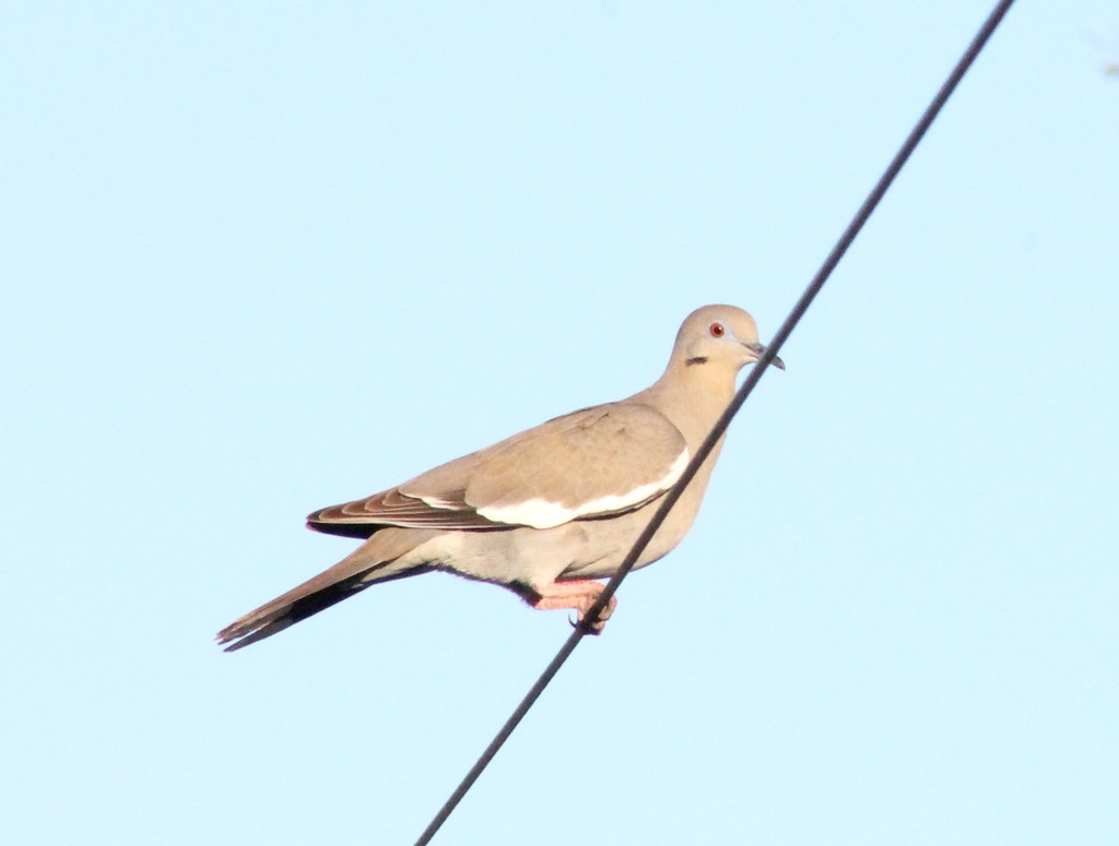White-winged Dove from Santa María Ixcatlán on February 20, 2012 by ...