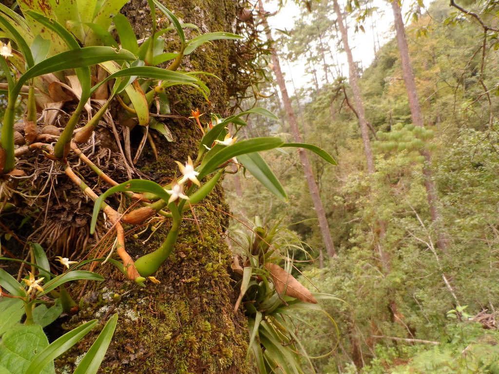 Prosthechea pygmaea (Everglades/Big Cypress Orchids) · iNaturalist