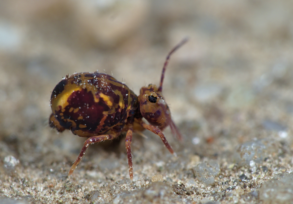 Dicyrtomina (Guide de la biodiversité de la Colline du Roule #1 ...