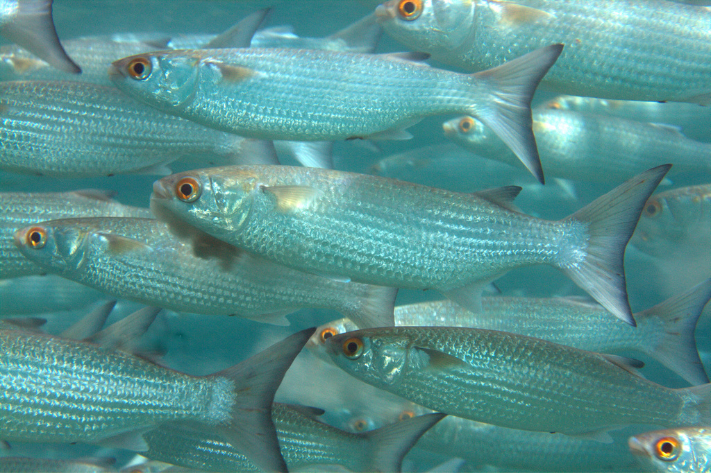 Common Mullets (Mugil) - Marine Life Identification
