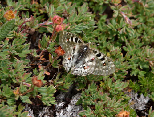 Subspecies Parnassius smintheus olympianna · iNaturalist