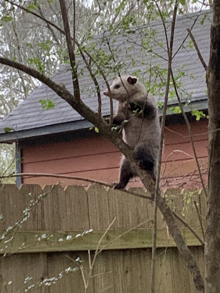 Large American Opossums (Didelphis) - Know Your Mammals