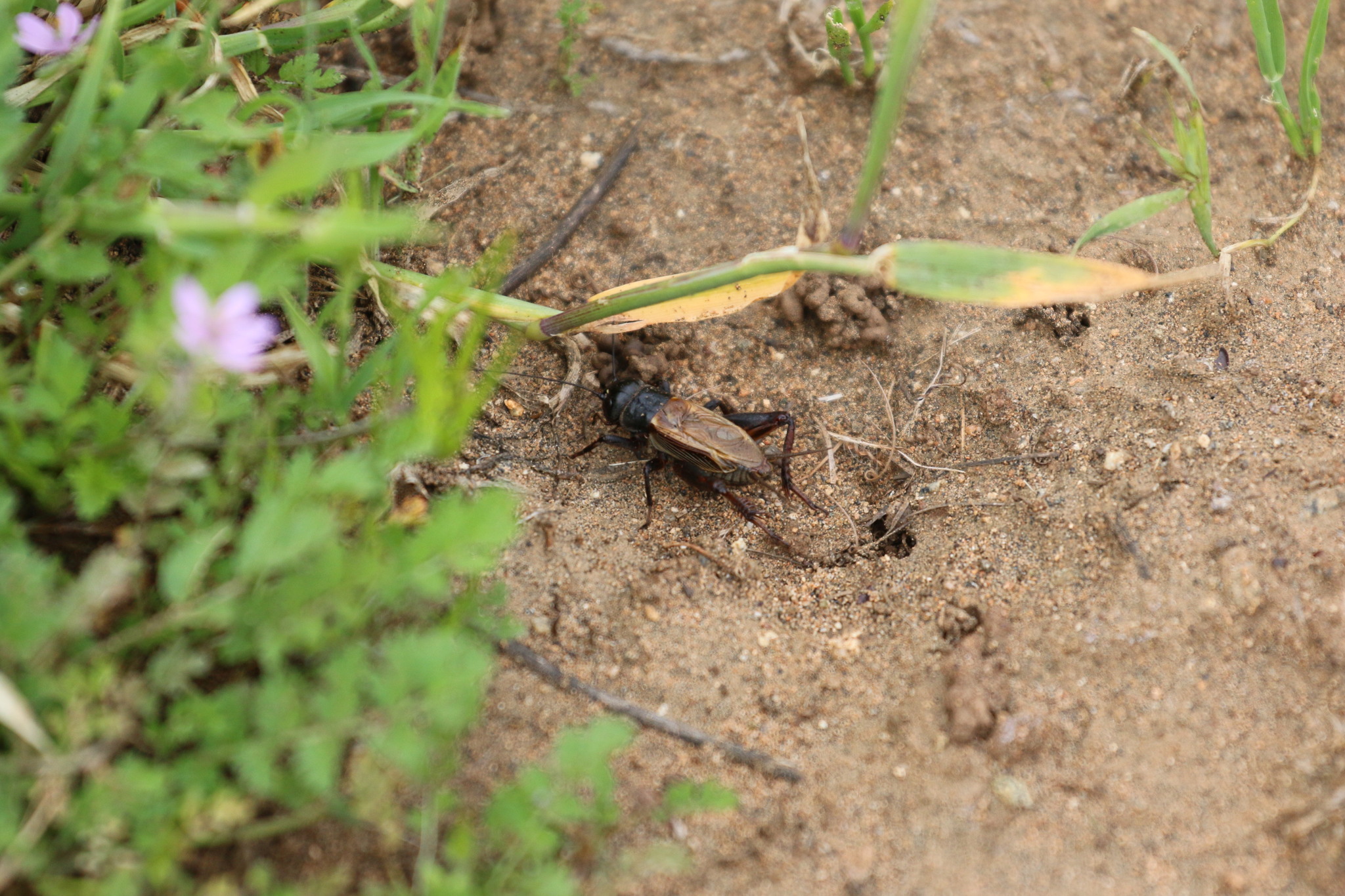 Gryllus integer Scudder, 1901