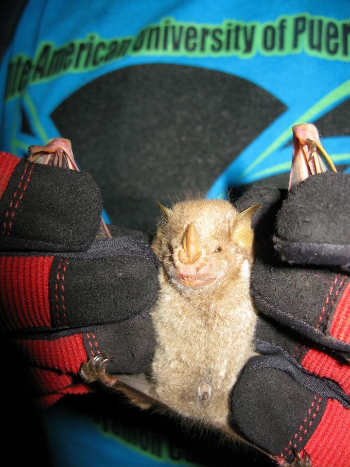 red fig-eating bat in November 2012 by Mark Hayes · iNaturalist