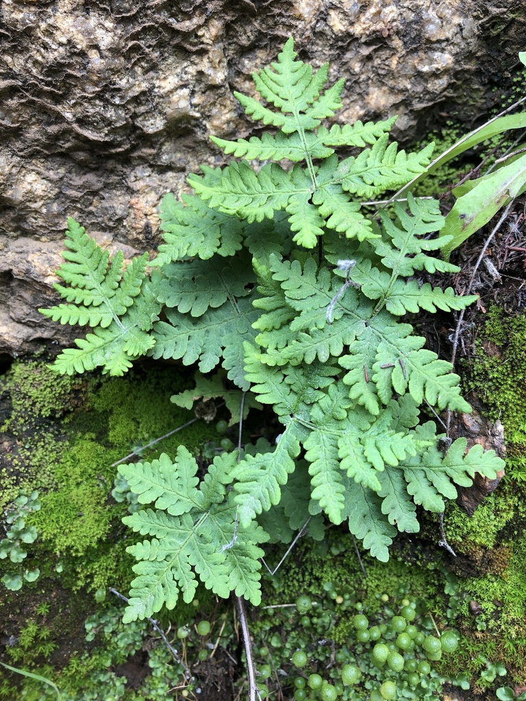 Rebman's Silverback Fern from Jamul, CA, US on March 31, 2020 at 02:31 ...