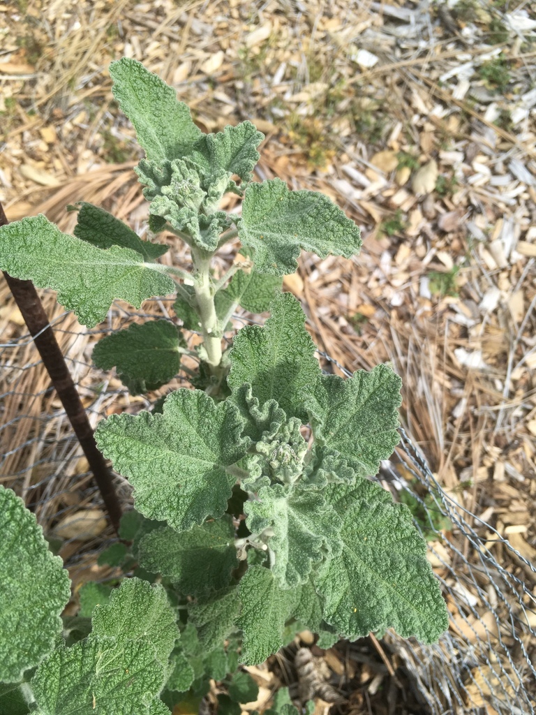 arcuate bush-mallow from Rancho Santa Ana Botanic Garden, Claremont, CA ...