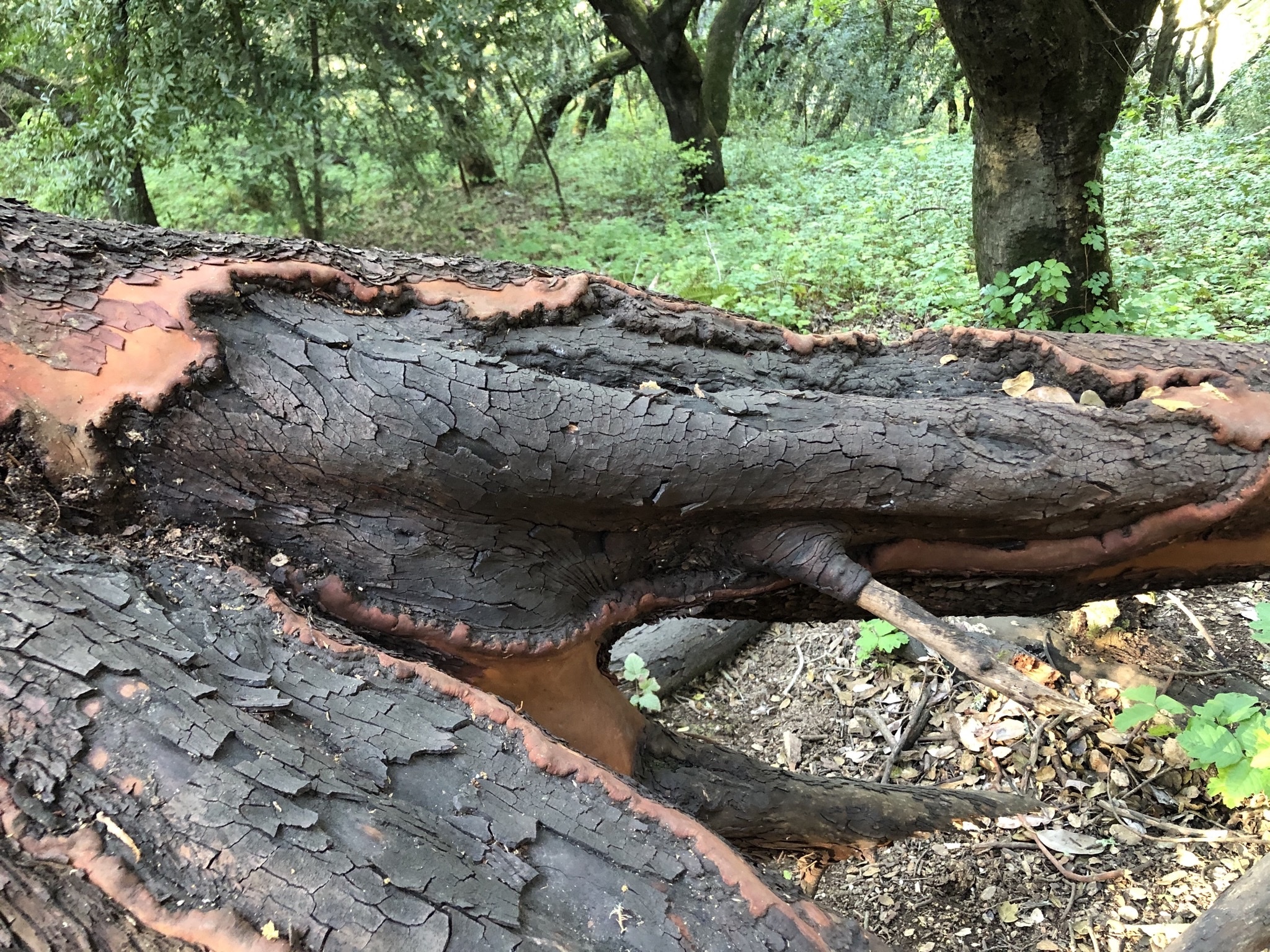 Neofusicoccum mangiferae (Syd. & P.Syd.) Crous, Slippers & A.J.L.Phillips