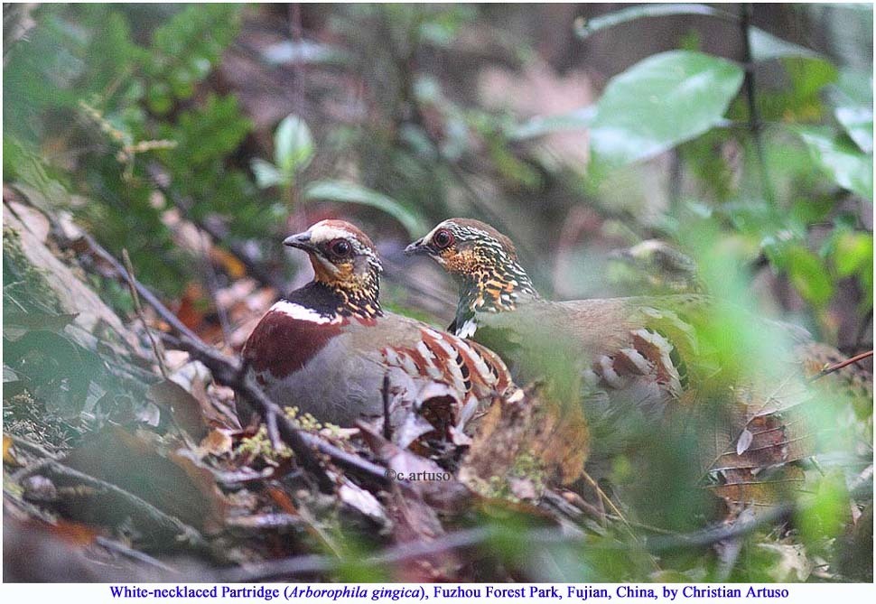 White-necklaced Partridge (Arborophila gingica) - Avian Discovery