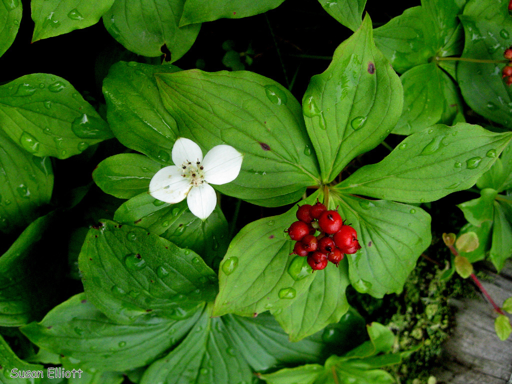 Canadian bunchberry from Gros Morne National Park, Newfoundland on July ...