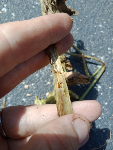 Bean-stem Maggot (Ophiomyia phaseoli) · iNaturalist