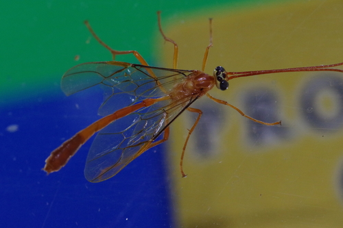 Enicospilus flavocephalus · iNaturalist United Kingdom