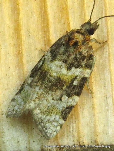 Fall Spruce Needle Moth (Seney and the Surrounding Areas Pollinators ...