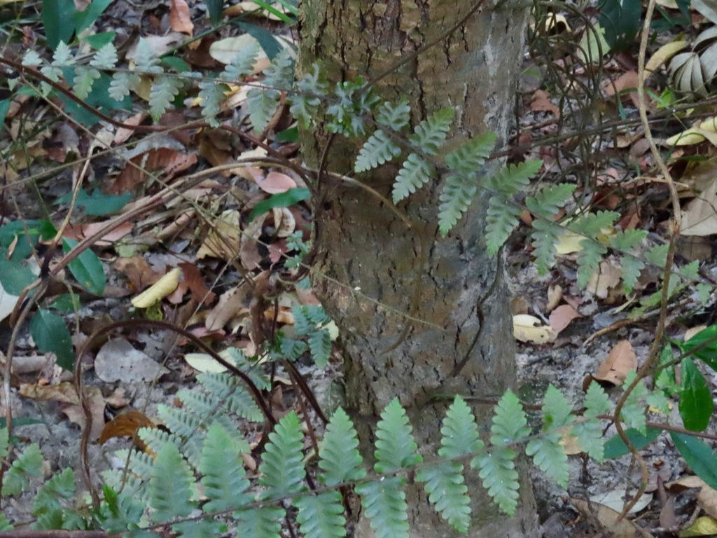 Lygodium polystachyum from Muang Chiang Mai, Doi Suthep-Pui, Chiang Mai ...