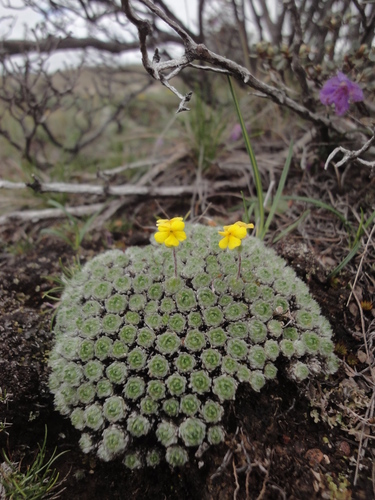 Androsace bisulca · iNaturalist United Kingdom