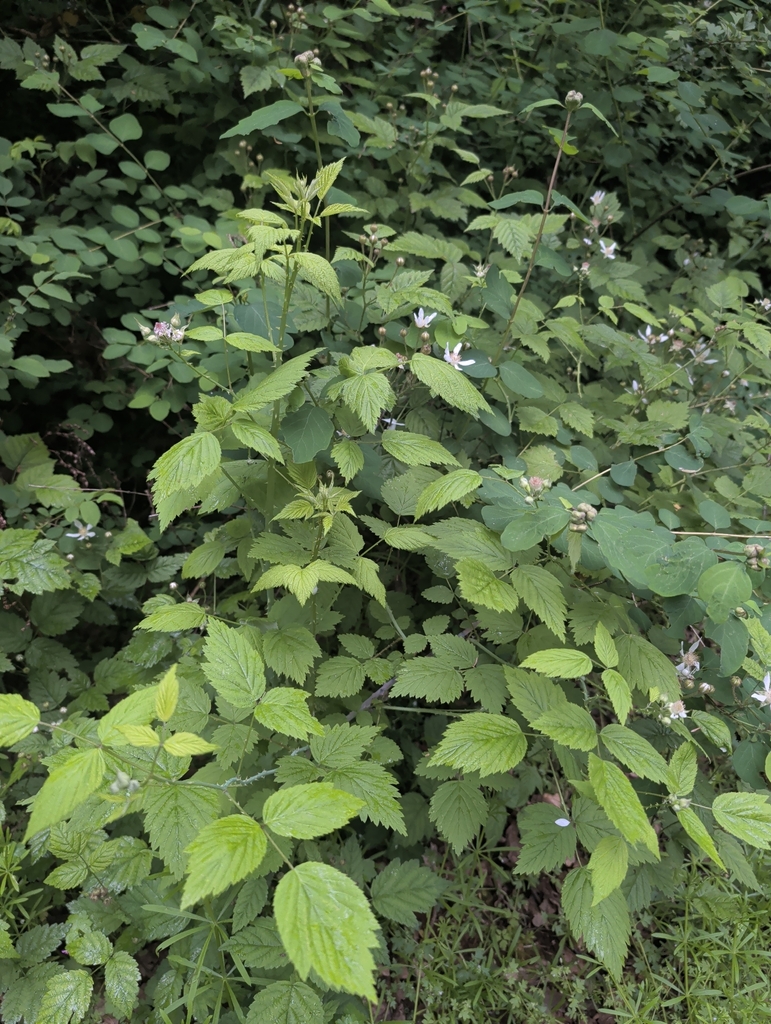 whitebark raspberry from Arnold Ave & Laurel Dr, Adair Village, OR ...