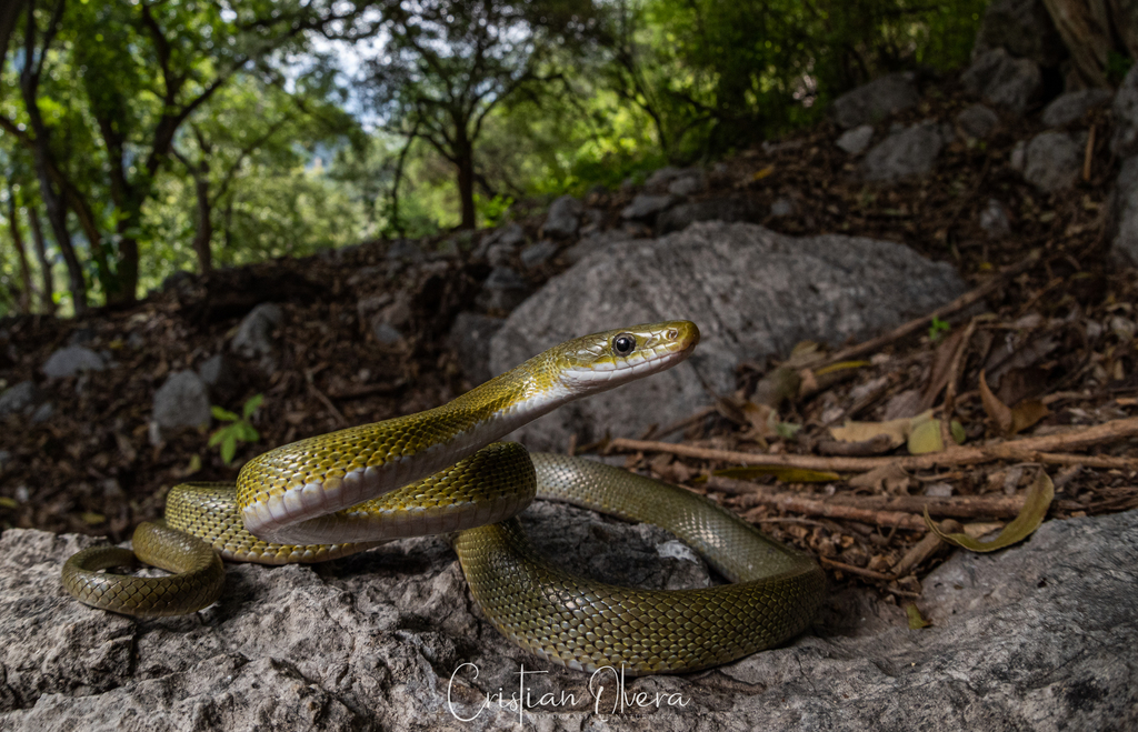 Green Rat Snake in October 2019 by Cristian Olvera · iNaturalist