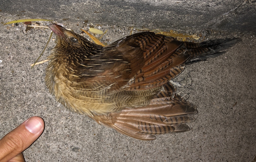 Lesser Coucal from Pui O area on November 17, 2019 by biobank-lantauhk ...