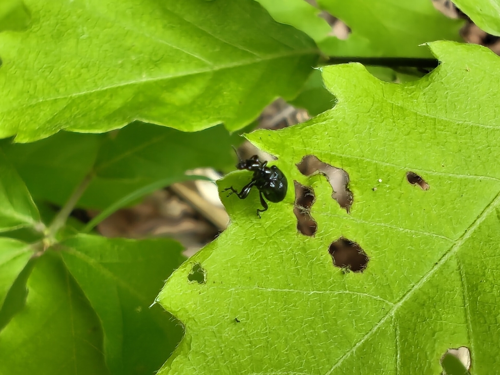 Compsapoderus erythrogaster from 日本、〒194-0211 東京都町田市相原町1927 on May 3 ...