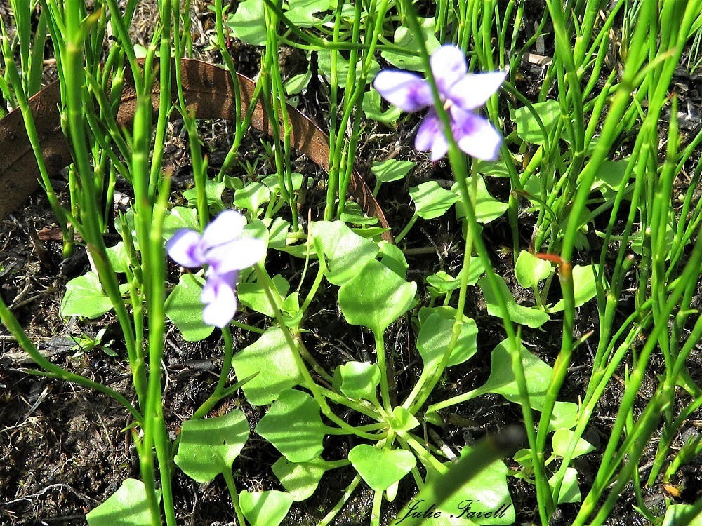 Sandstone Violet from Newnes Plateau NSW 2790, Australia on April 01 ...
