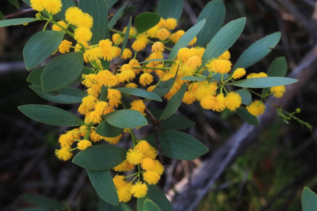 flat-stemmed wattle (Acacia complanata) - Botanical Realm