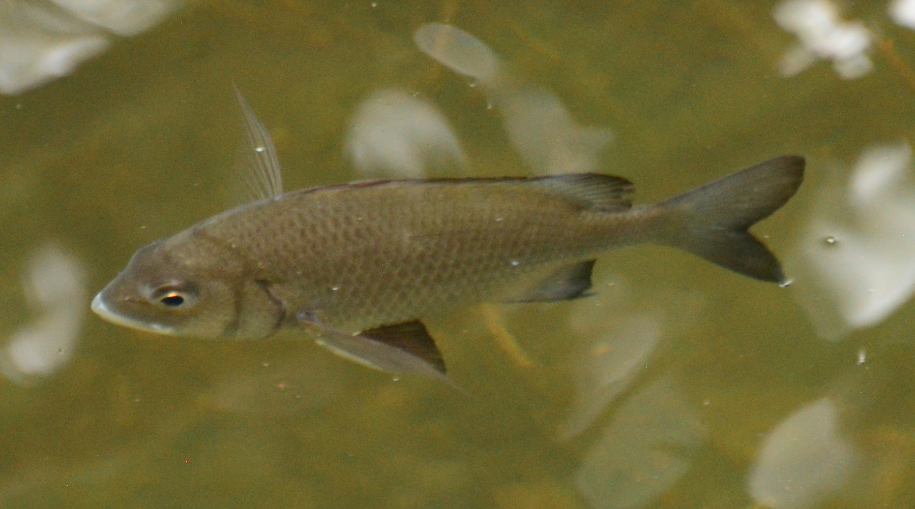 Acanthopagrus pacificus Iwatsuki, Kume & Yoshino, 2010
