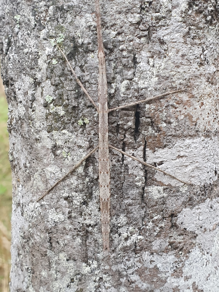 Smooth Stick Insect from Central Hawke's Bay, NZ-HB, NZ on November 15 ...