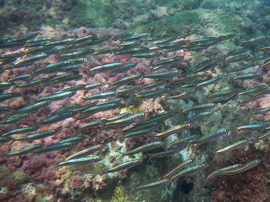 (Sardina) - Marine Life Identification