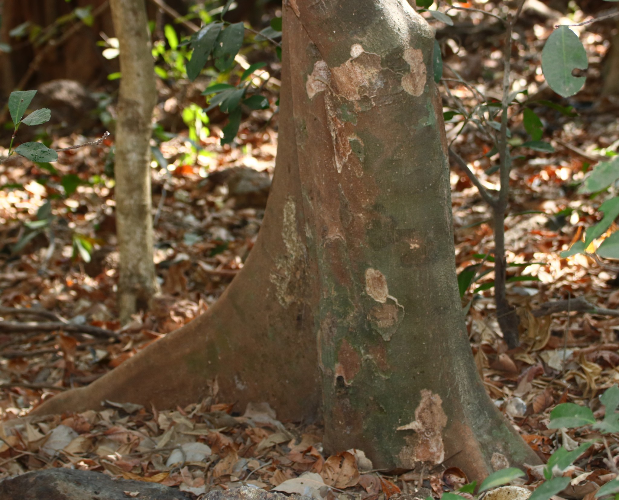 Aglaia lawii (Wight) C.J.Saldanha