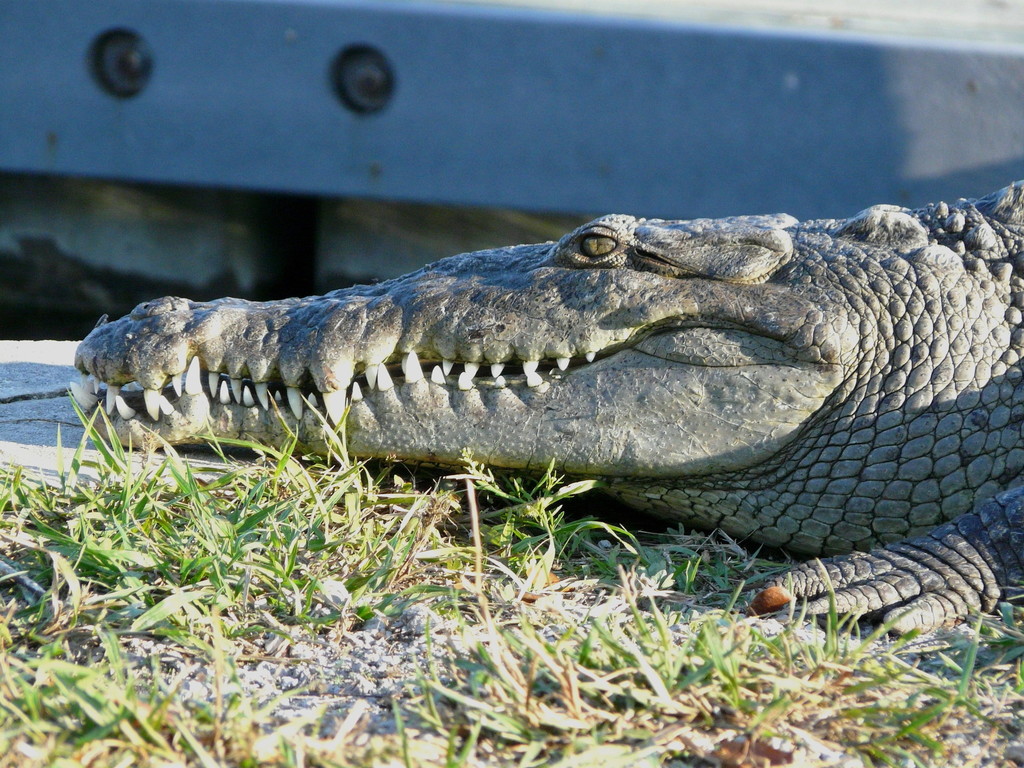 American Crocodile in April 2018 by Bruce Ripley · iNaturalist