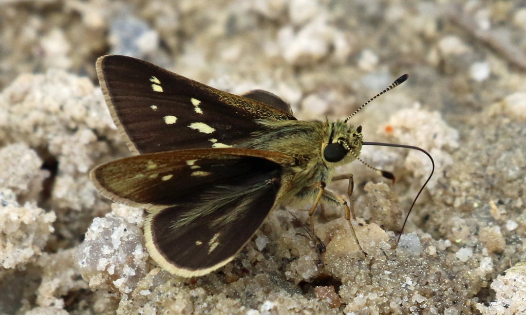 Reversed Roadside-Skipper in March 2020 by Will Stuart. Looking quite ...