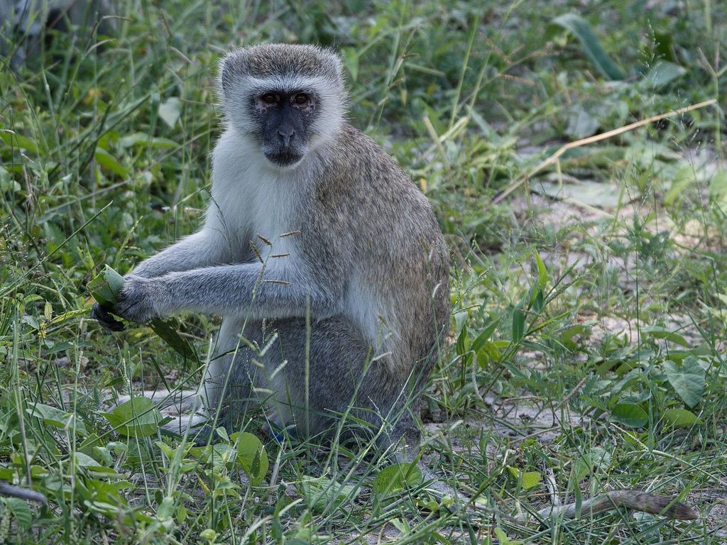Malbrouck Monkey from Kavango Region, Namibia on March 10, 2020 at 02: ...